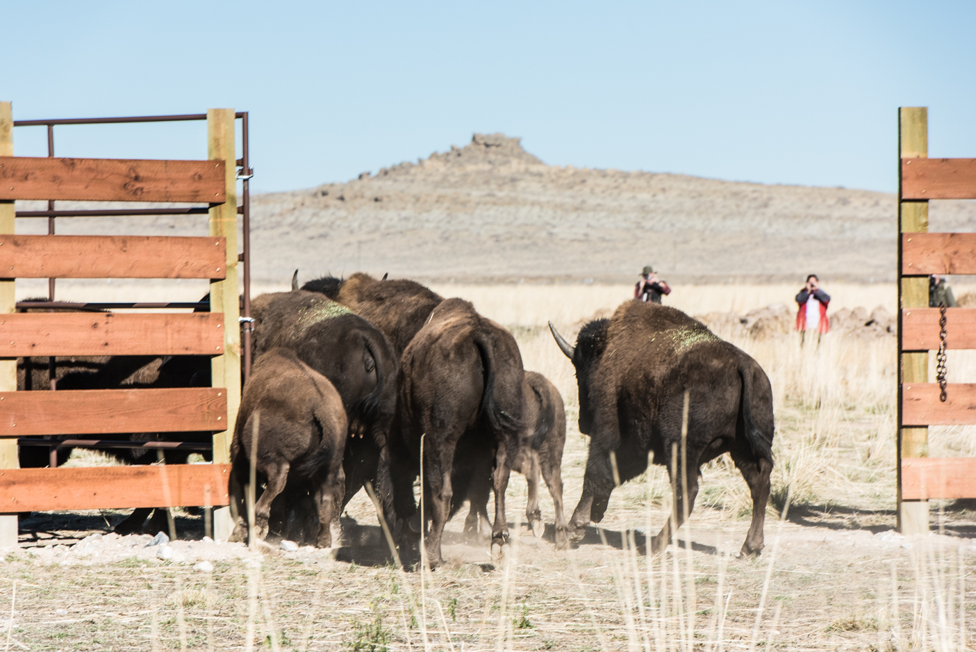 Wind River Reservation Receives First Bison Since 1885