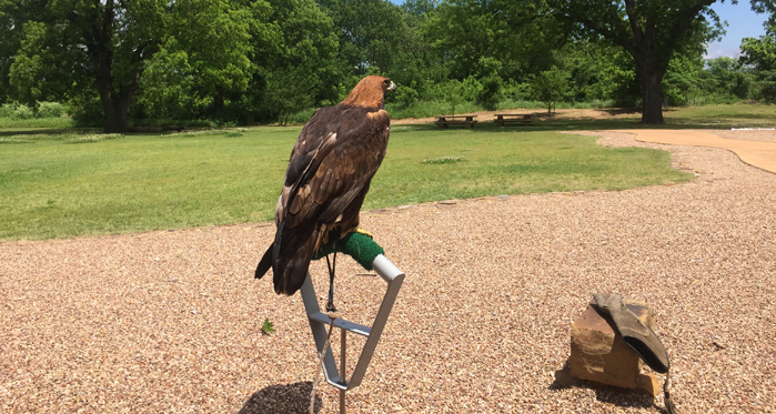 Injured Eagles Find a Home At Citizen Potawatomi Nation Eagle Aviary