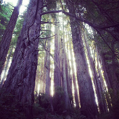 Explore Yurok Country, Home to Giant Redwoods on California’s Coast